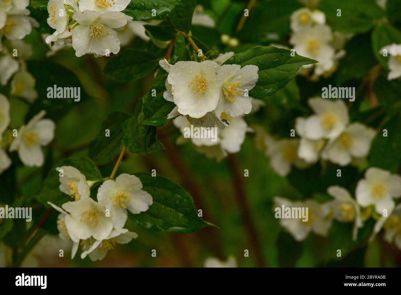 White flowers, close-up. White roses on a bush. June roses Stock Photo ...