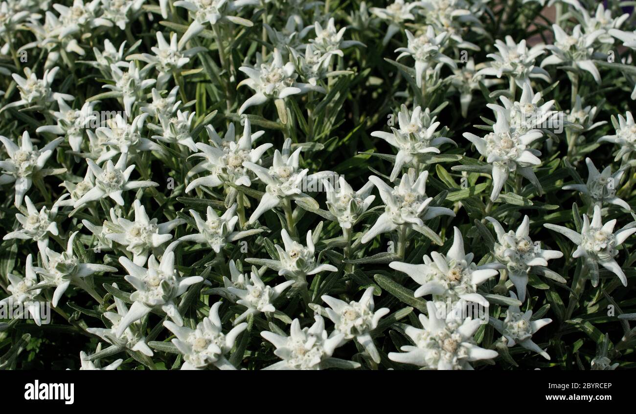 Flowers of Edelweiss Stock Photo - Alamy