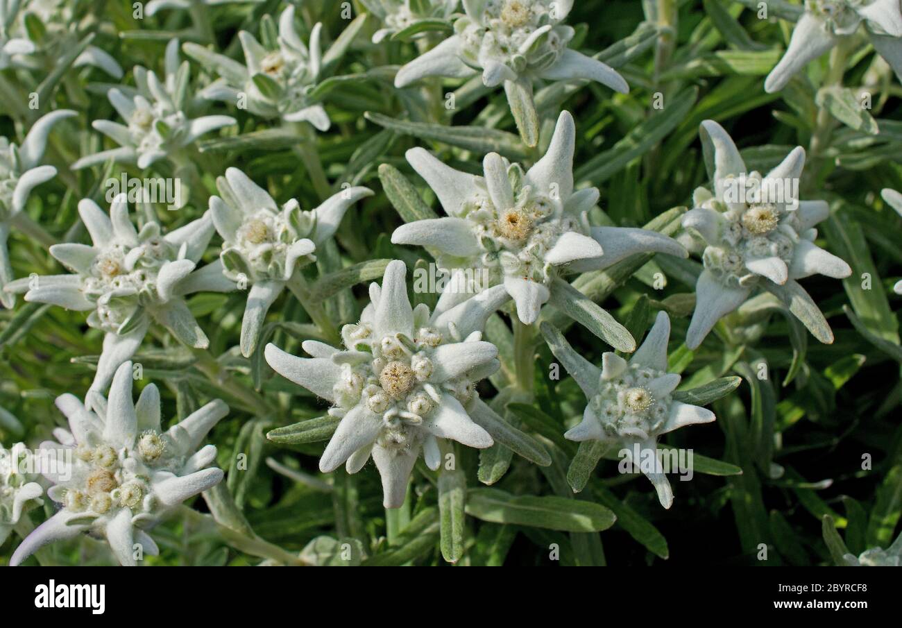Flowers of Edelweiss Stock Photo - Alamy