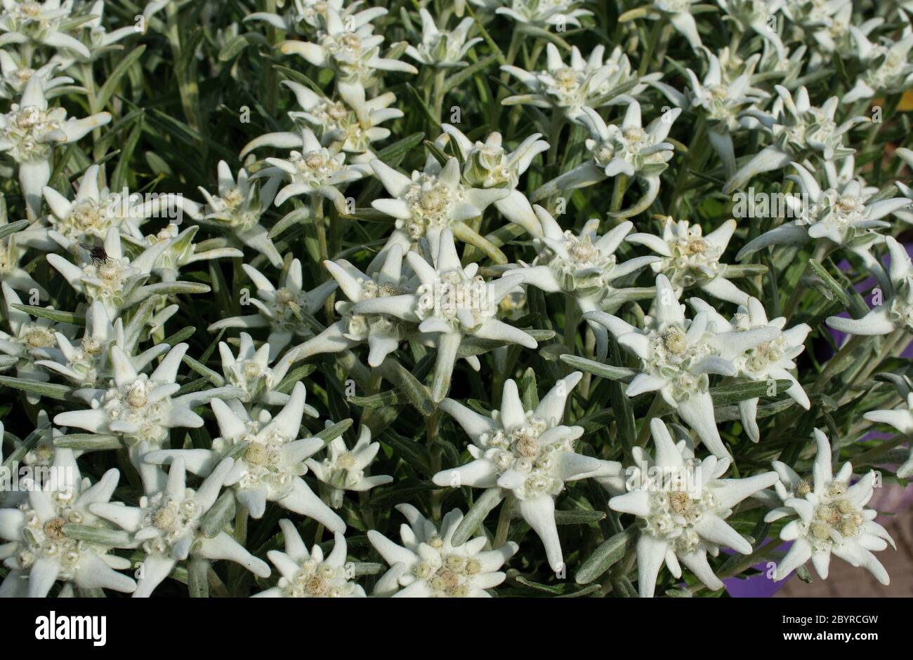 Flowers of Edelweiss Stock Photo - Alamy