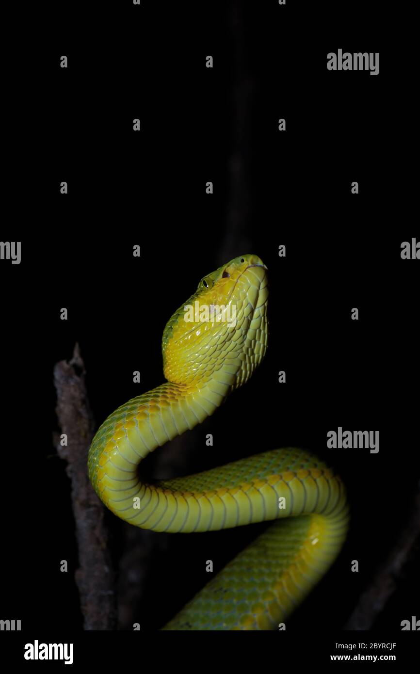 Bamboo pit viper trimeresurus gramineus snake hi-res stock photography ...