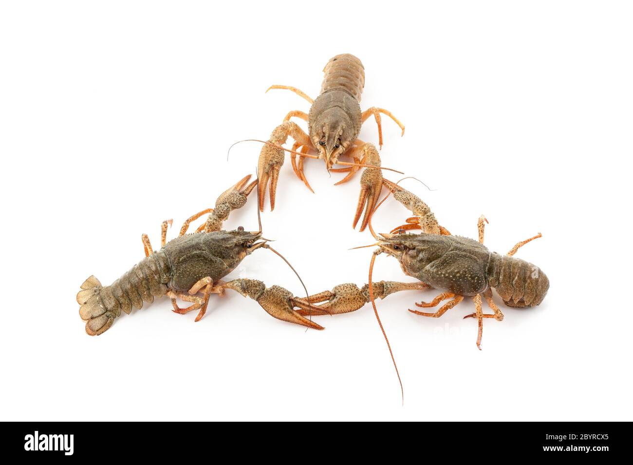 River raw crayfishes Stock Photo - Alamy