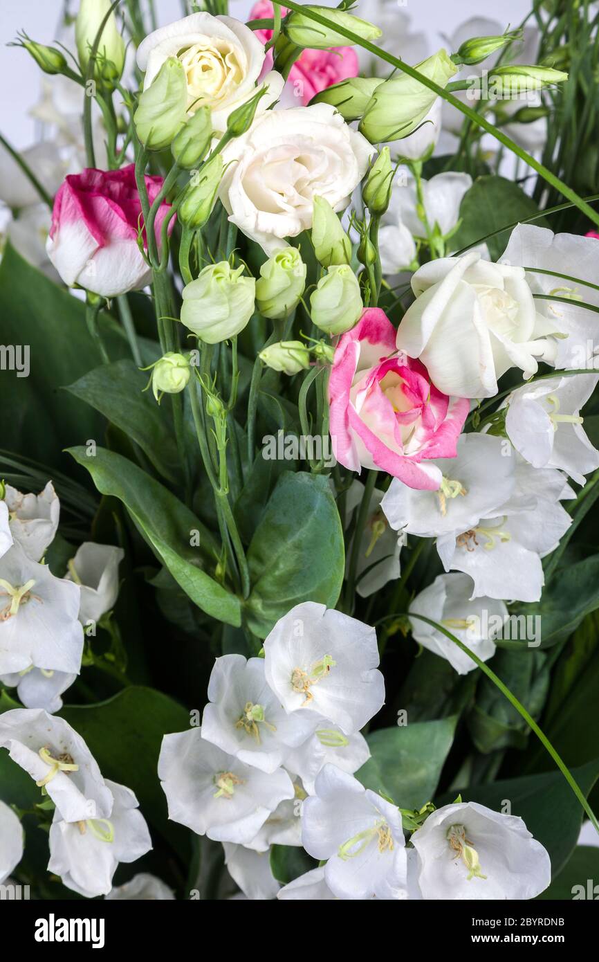 spring flowers background on white background Stock Photo - Alamy