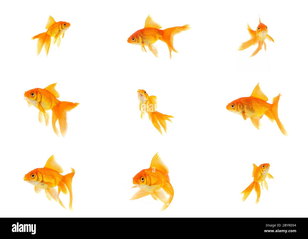 Set of gold fishes Stock Photo - Alamy