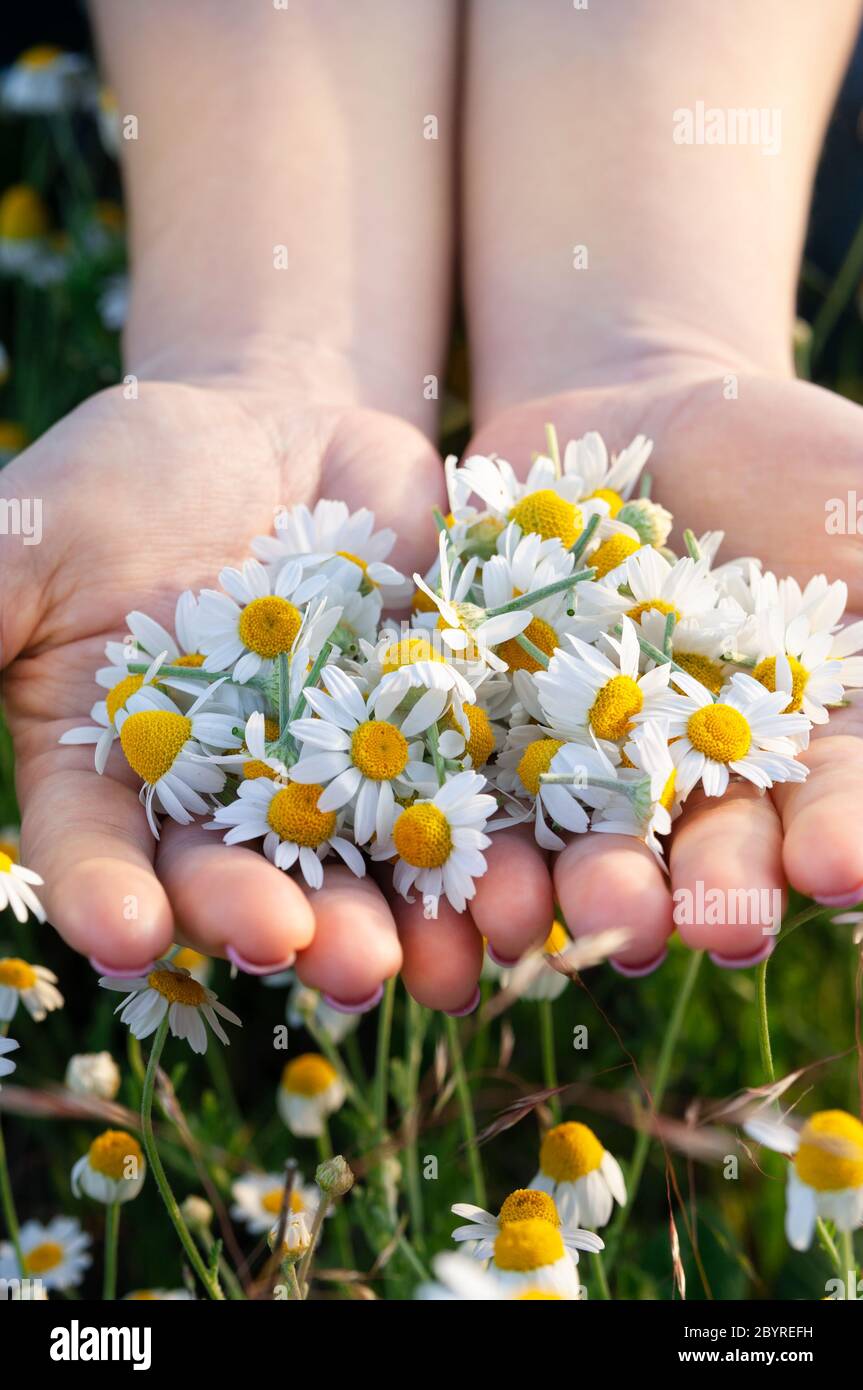 Beautiful female hands chamomile hi-res stock photography and images ...