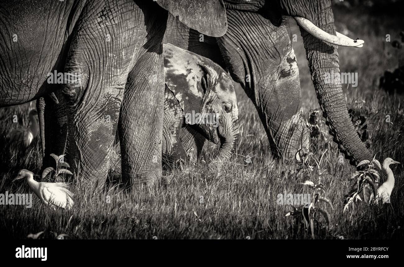 Cute baby elephant calf in between legs of older elephants smiling and ...