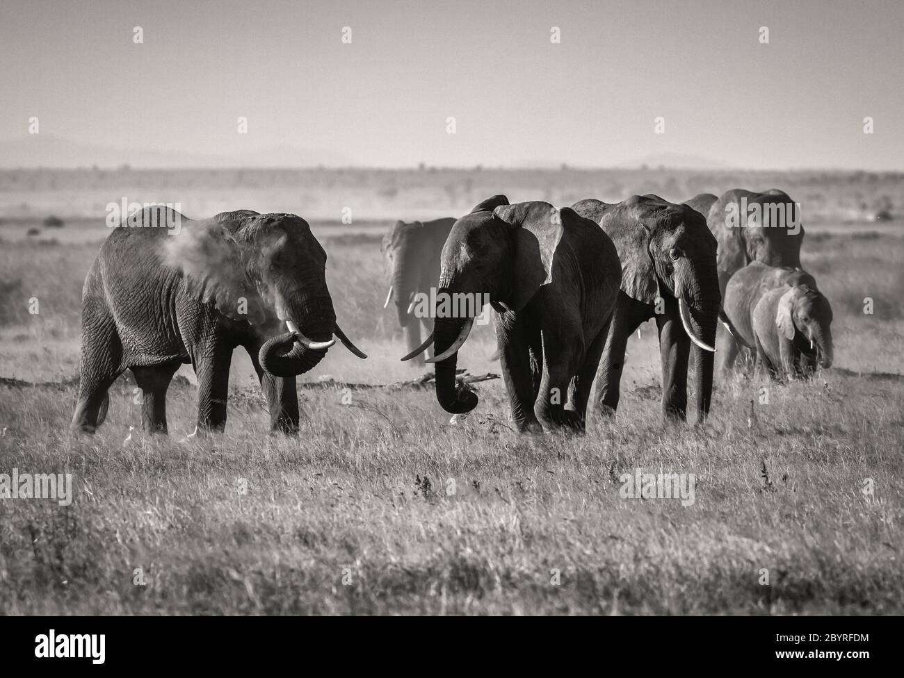 Big tusker elephant spraying dust with trunk (dust bath) side lit by ...