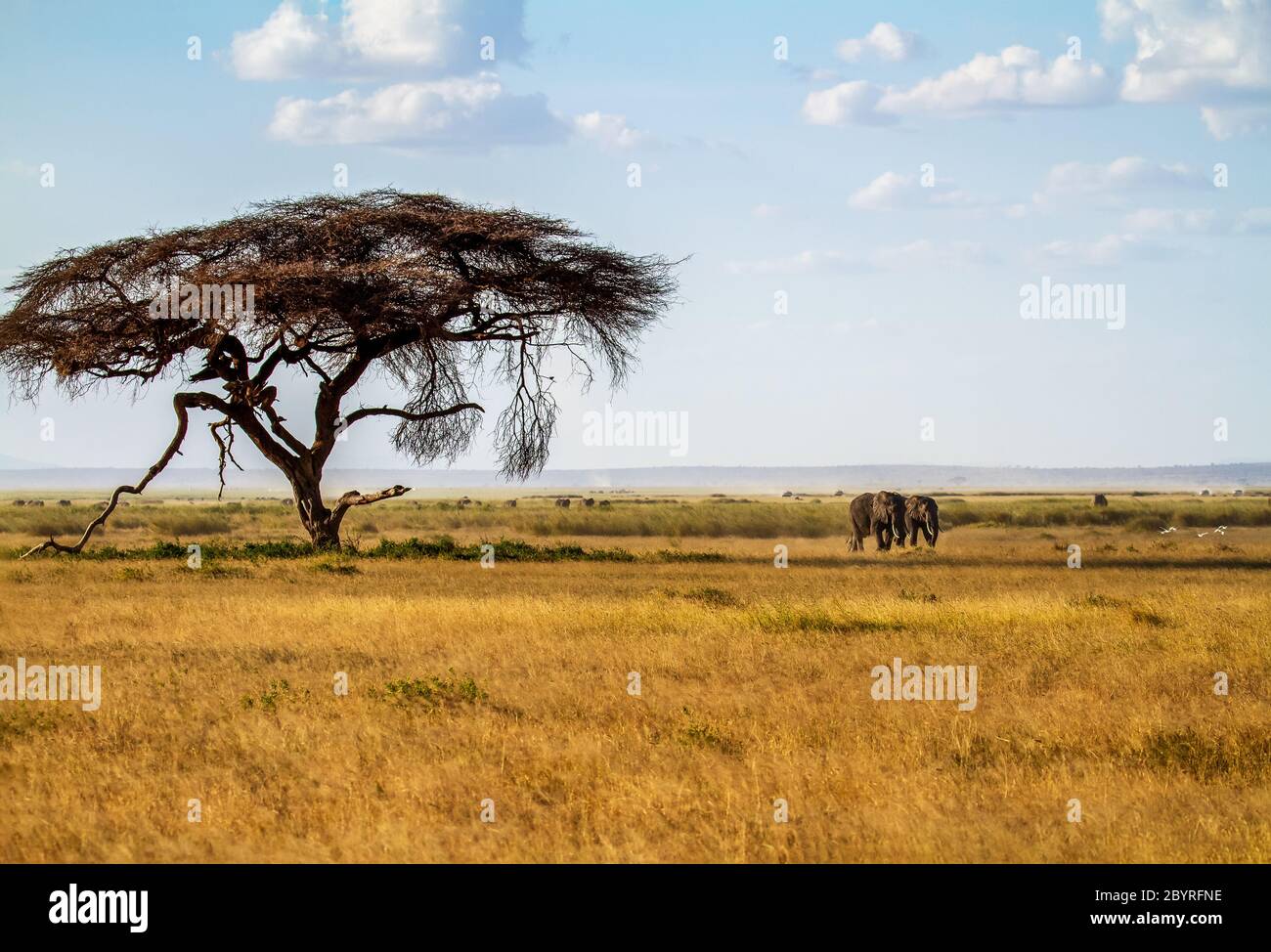 African landscape with big acacia tree and two elephants walking across ...