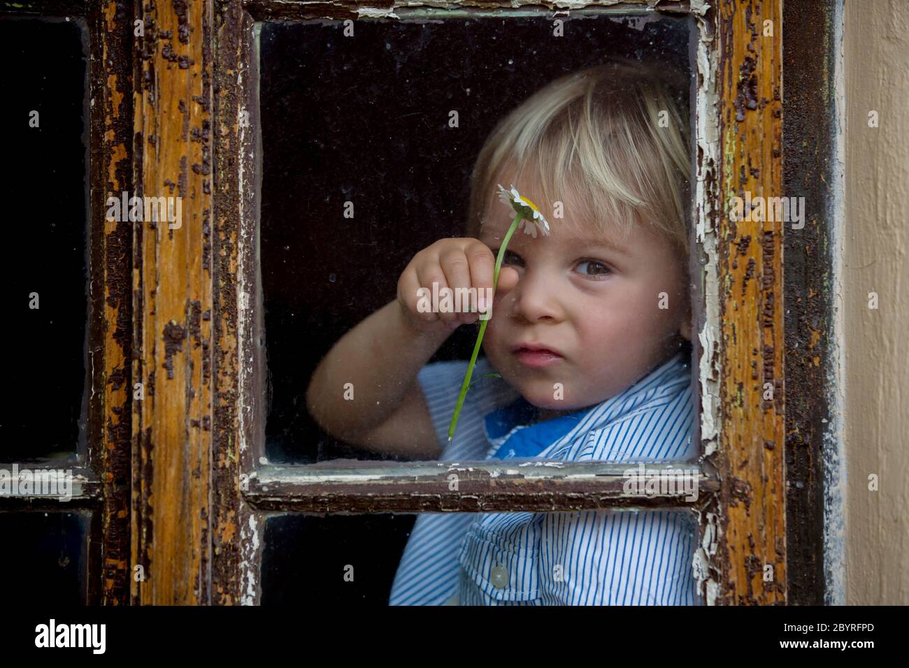 Little toddler child, boy with blue shirt, holding single daisy flower ...