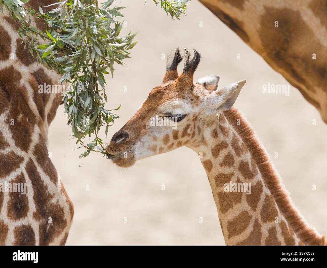Baby giraffe eating leaves hi-res stock photography and images - Alamy
