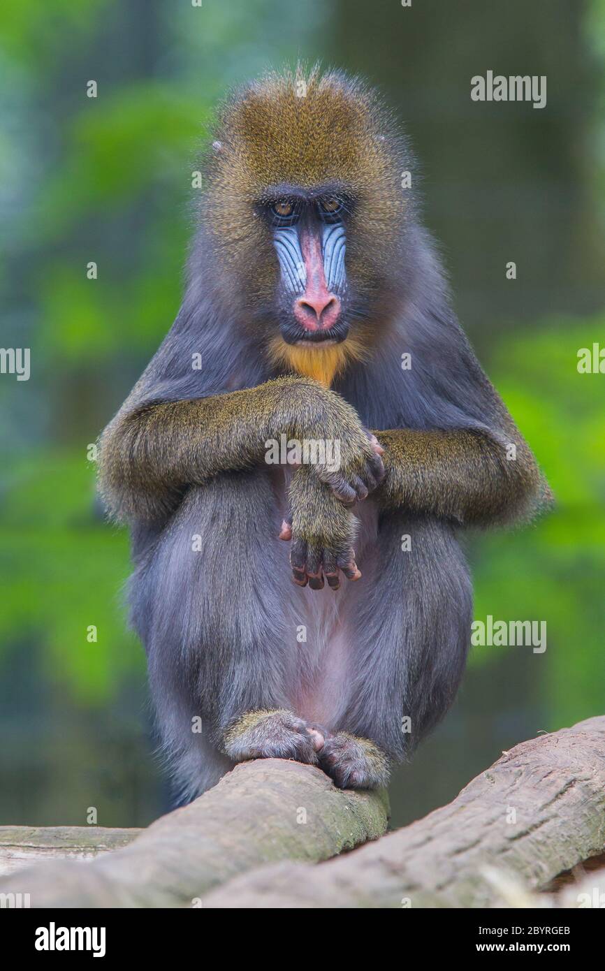 Baboon skin hi-res stock photography and images - Alamy