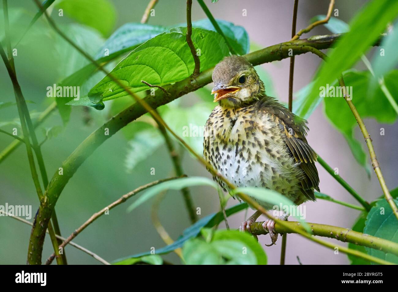 Song thrush juvenile ( Turdus Philomelos Stock Photo - Alamy