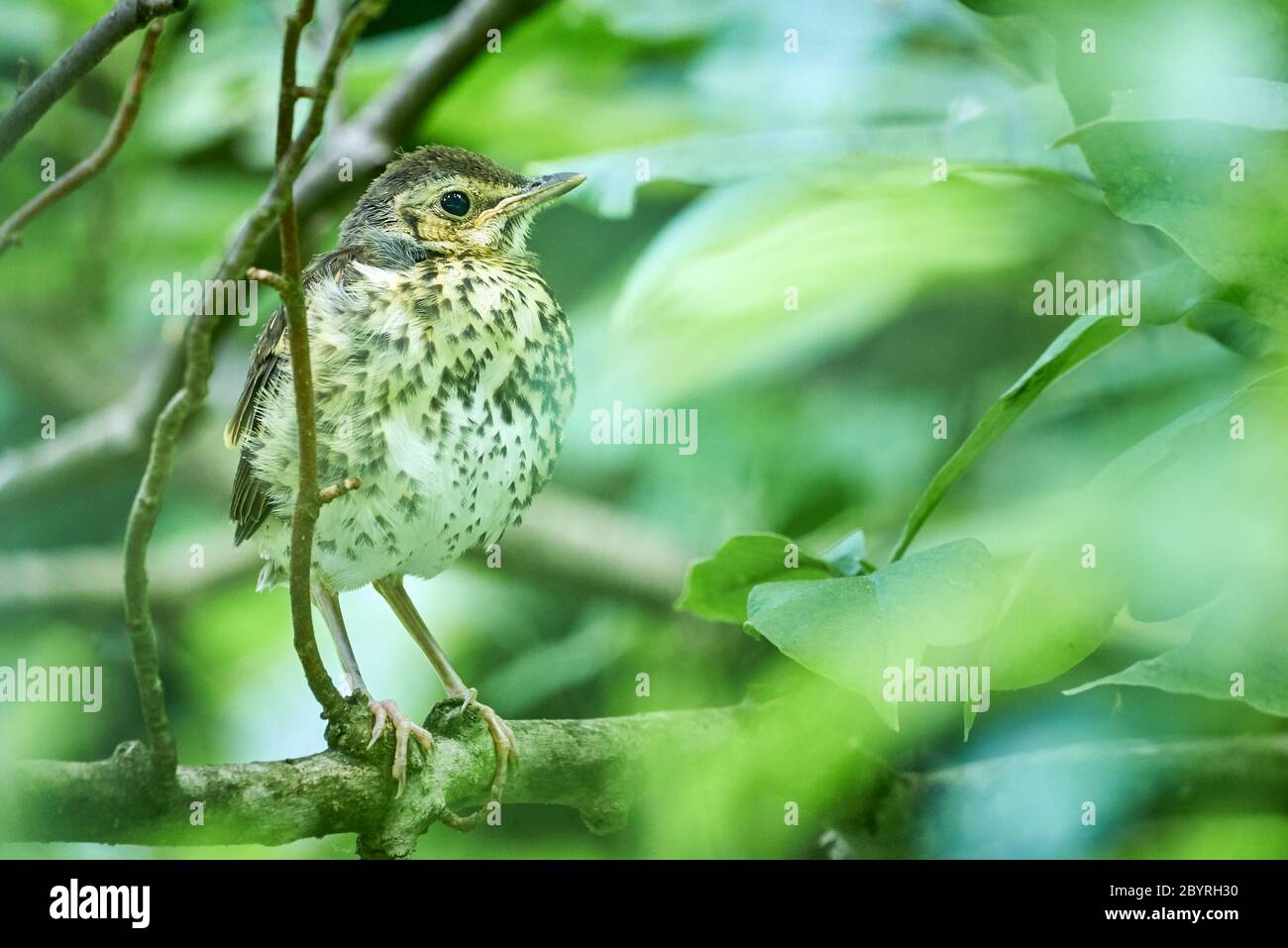 Song thrush juvenile ( Turdus Philomelos Stock Photo - Alamy