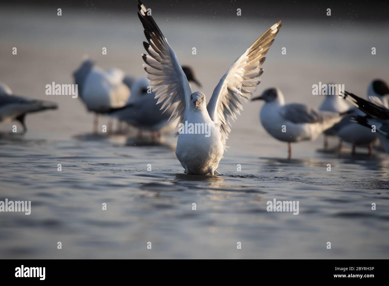 Pune winter hi-res stock photography and images - Alamy