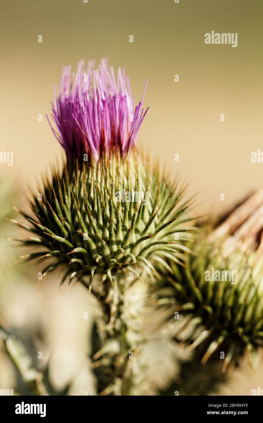 With purple thistle f hi-res stock photography and images - Alamy