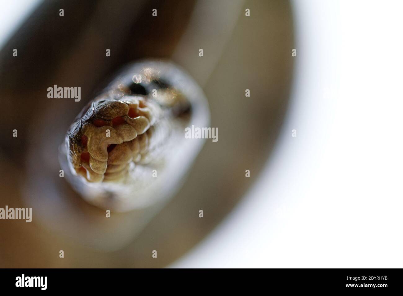 Colorful snake head hi-res stock photography and images - Alamy