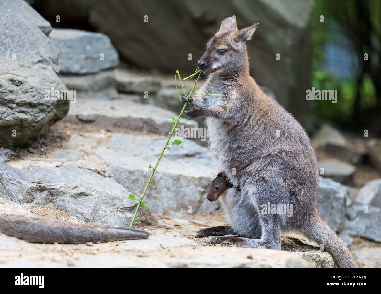 Cute Wallaby