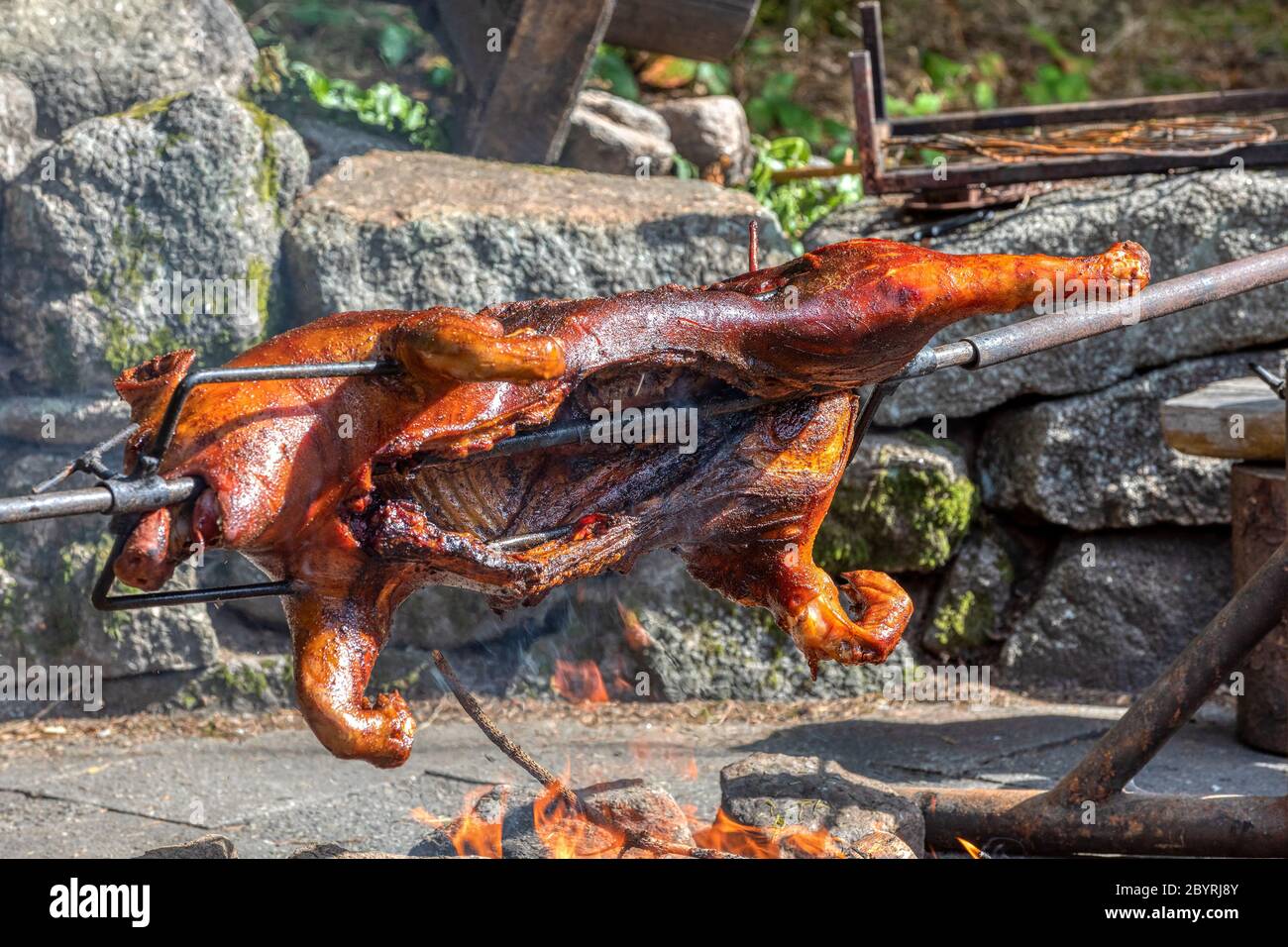 Suckling pig roasted on a spit. Piglet on the spit, open fire grill in ...
