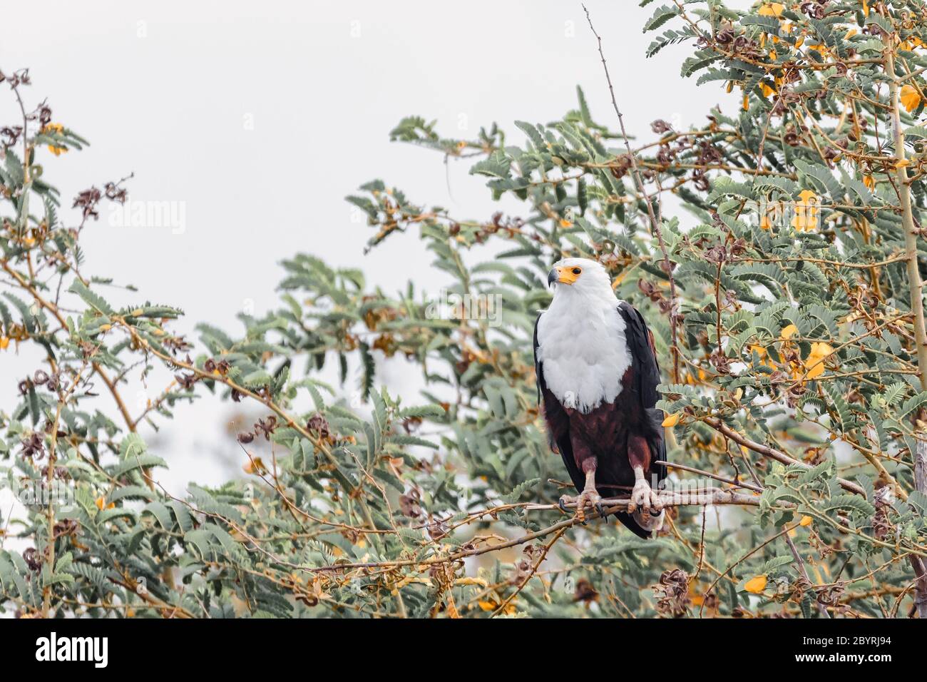Lake Tana Bird High Resolution Stock Photography and Images - Alamy