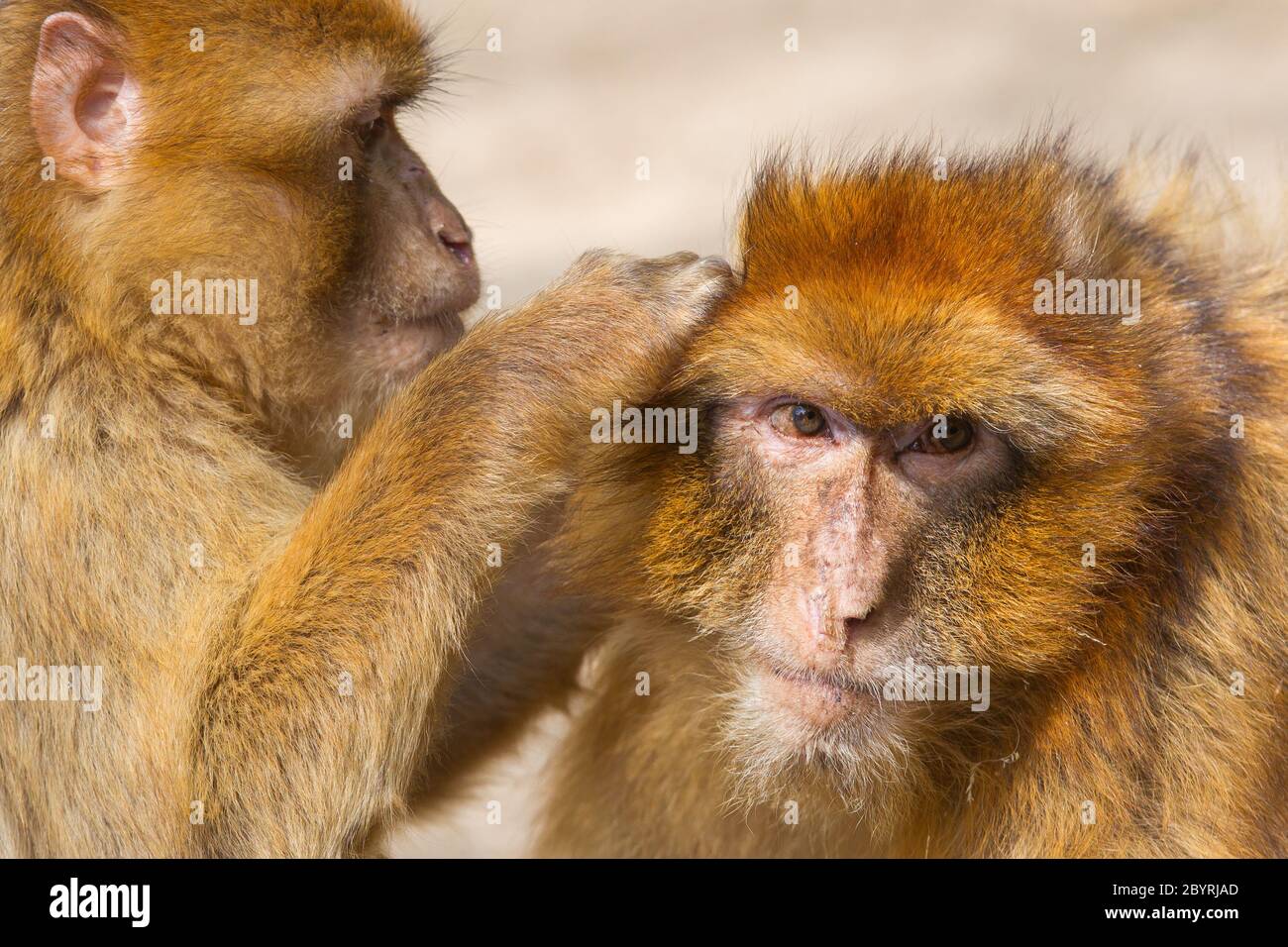 Two mature Barbary Macaque grooming Stock Photo - Alamy