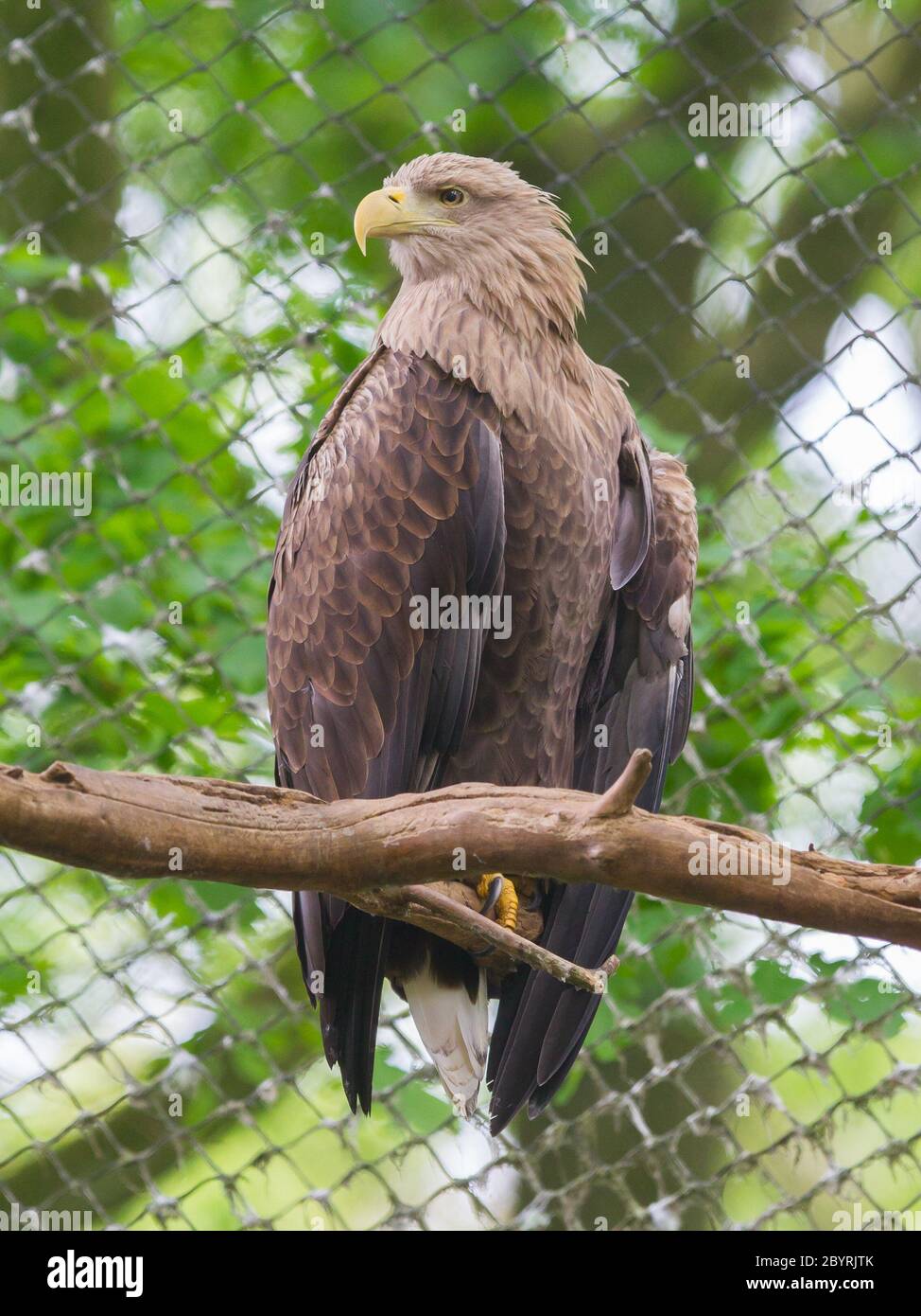 White tailed Eagle Stock Photo - Alamy