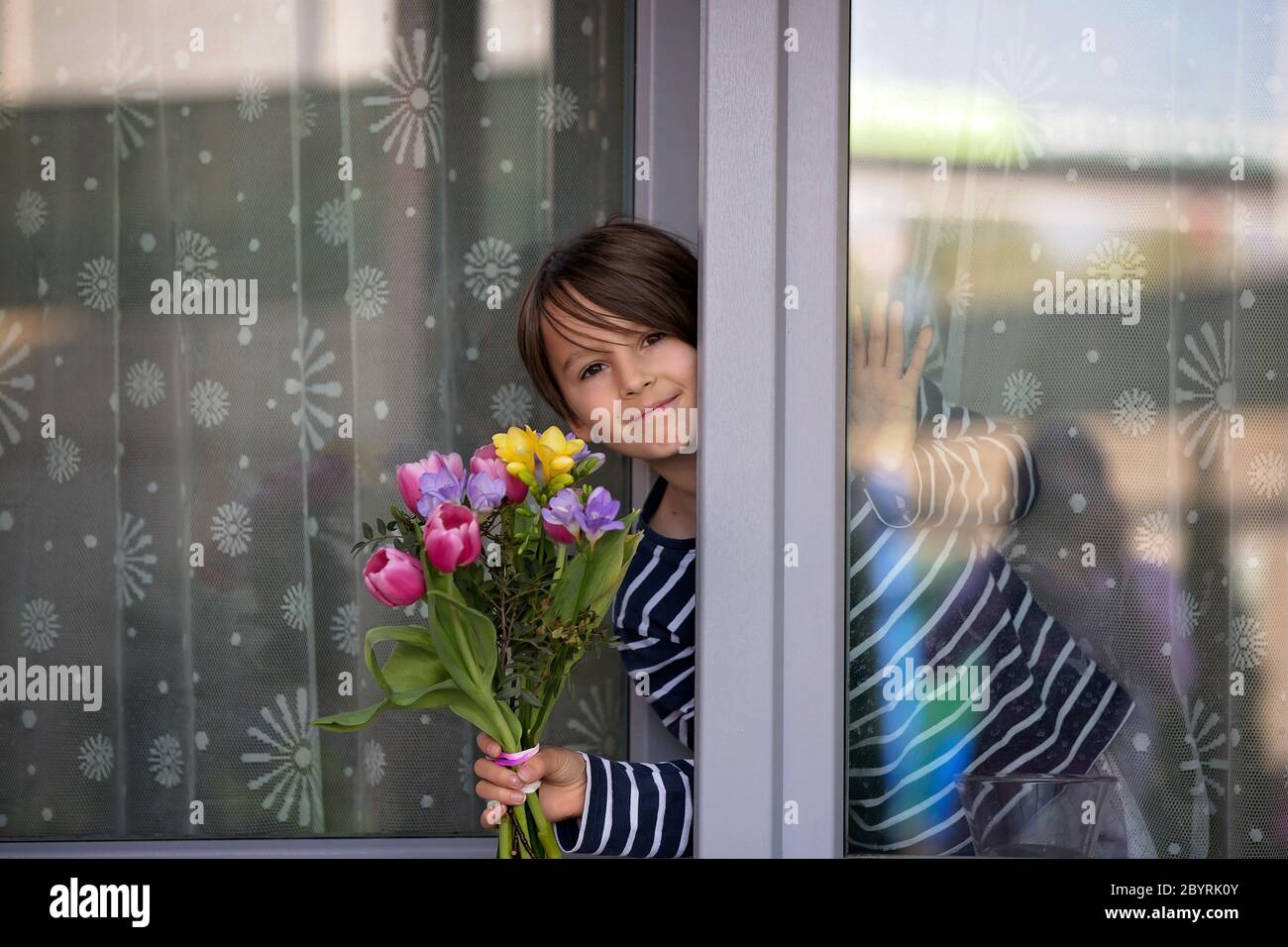 Child, boy holding pink tulip flowers, hiding behind window, mothers ...