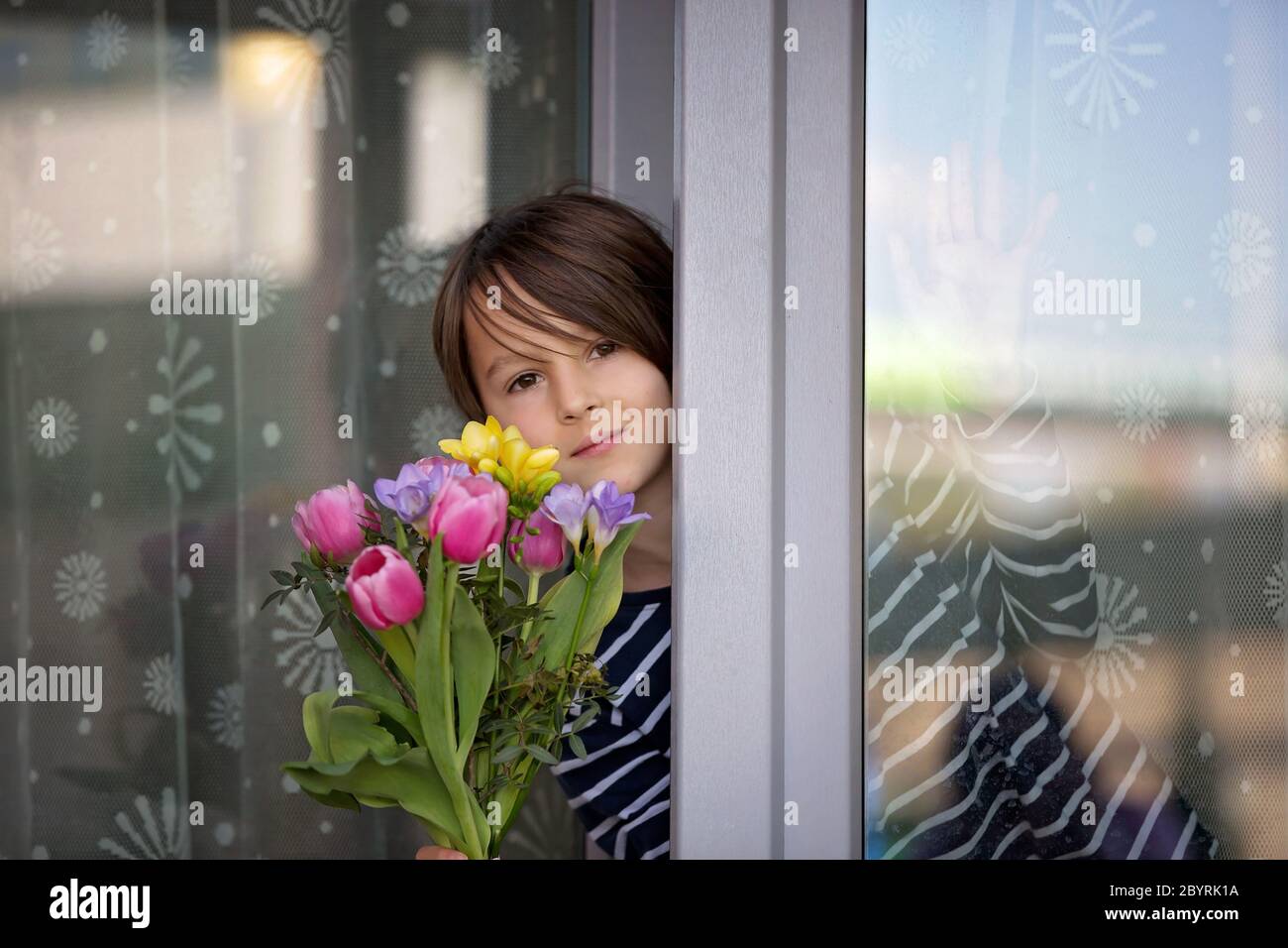 Child, boy holding pink tulip flowers, hiding behind window, mothers ...