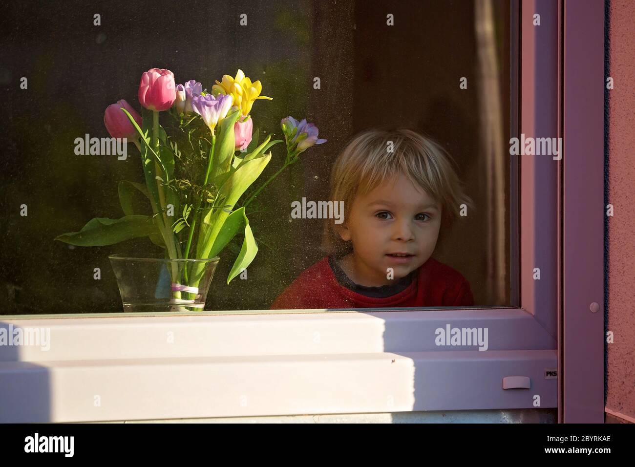 Child, boy holding pink tulip flowers, hiding behind window, mothers ...