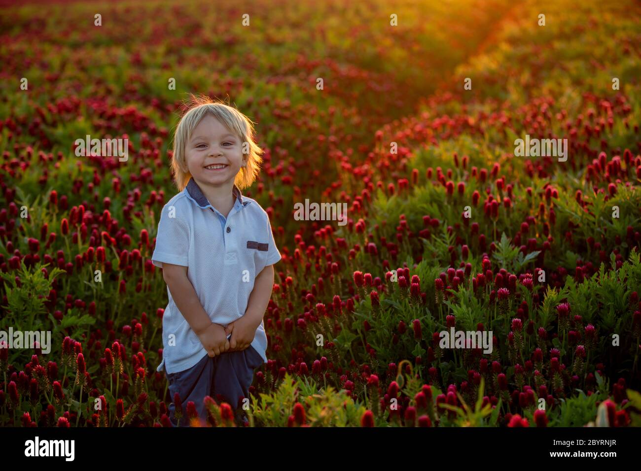 Beautiful children, brothers in gorgeous crimson clover field on sunset ...