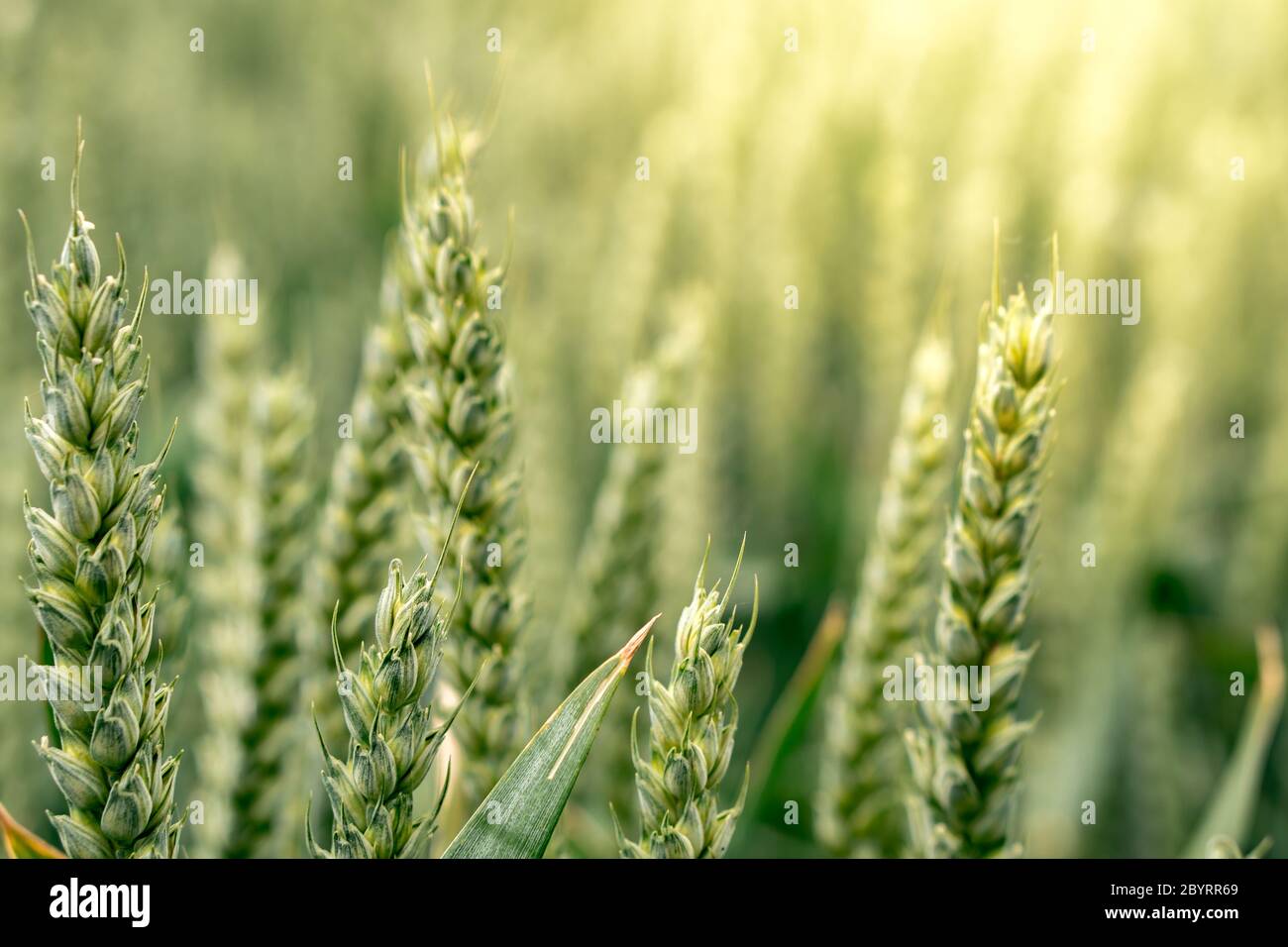 Fresh growing wheat on a farmland Stock Photo - Alamy