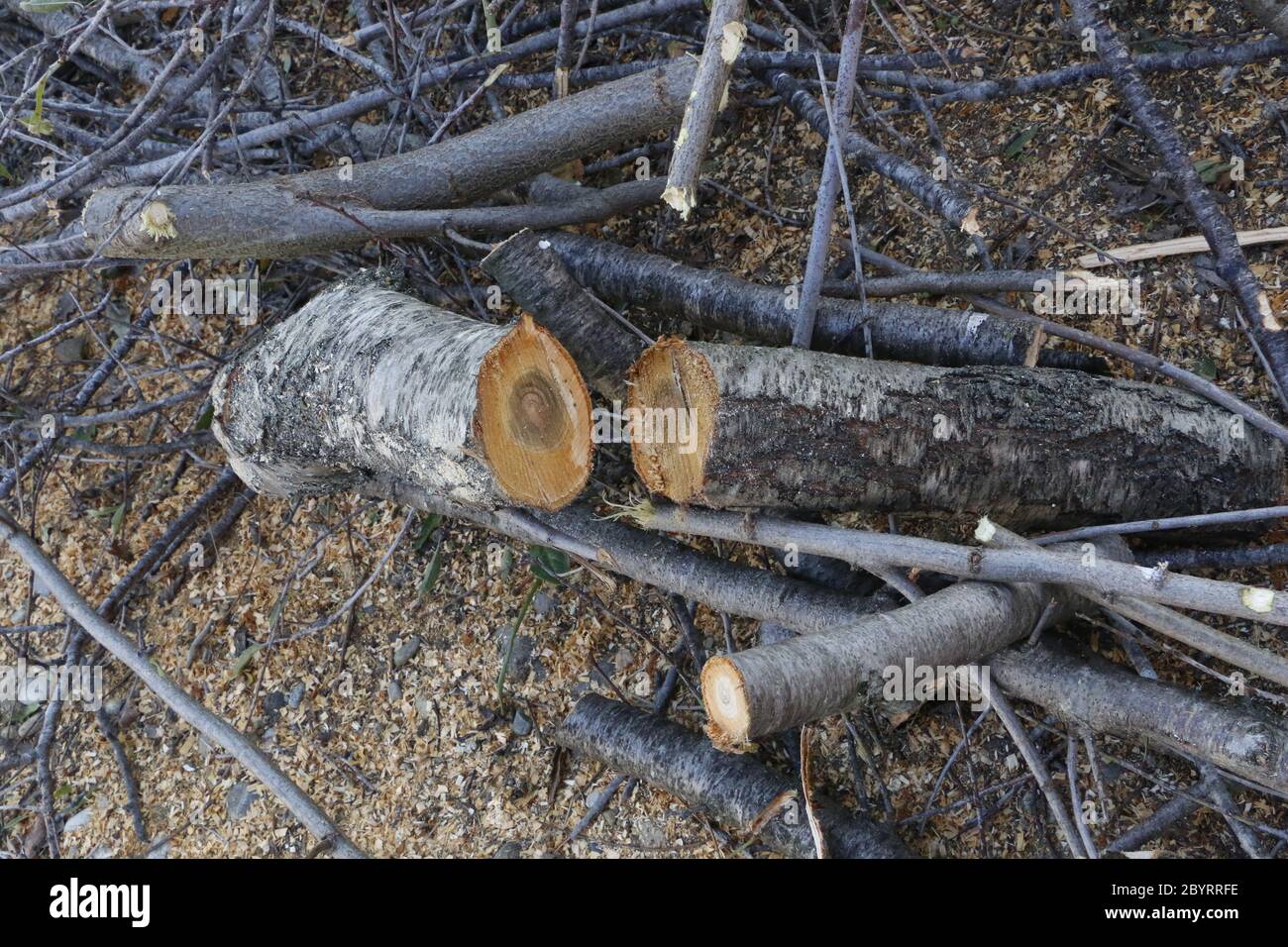 wood concept and structures of trees Stock Photo - Alamy