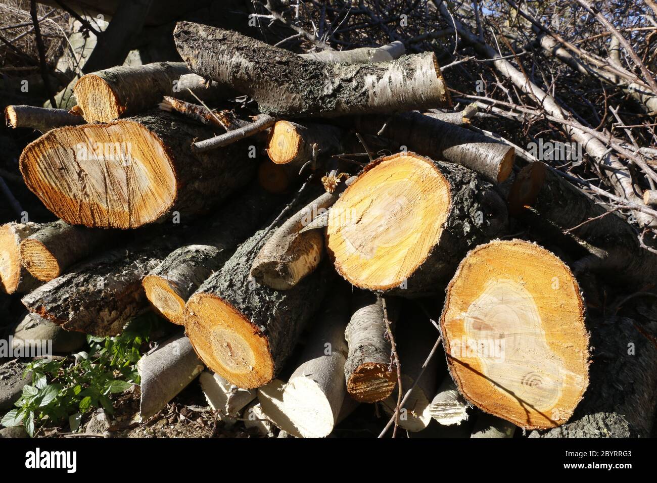 wood concept and structures of trees Stock Photo - Alamy