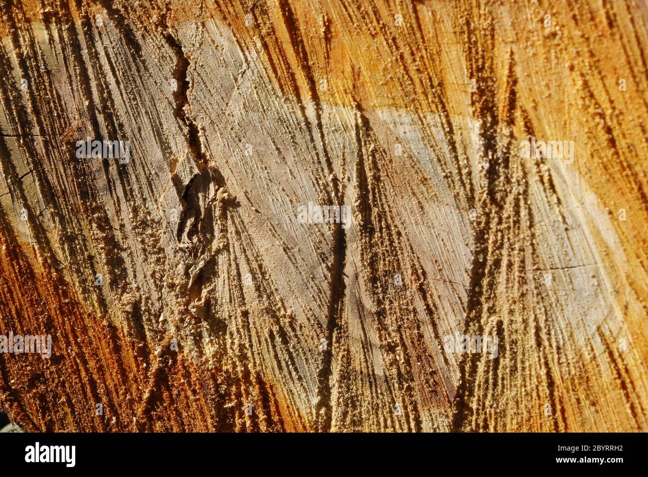 wood concept and structures of trees Stock Photo - Alamy