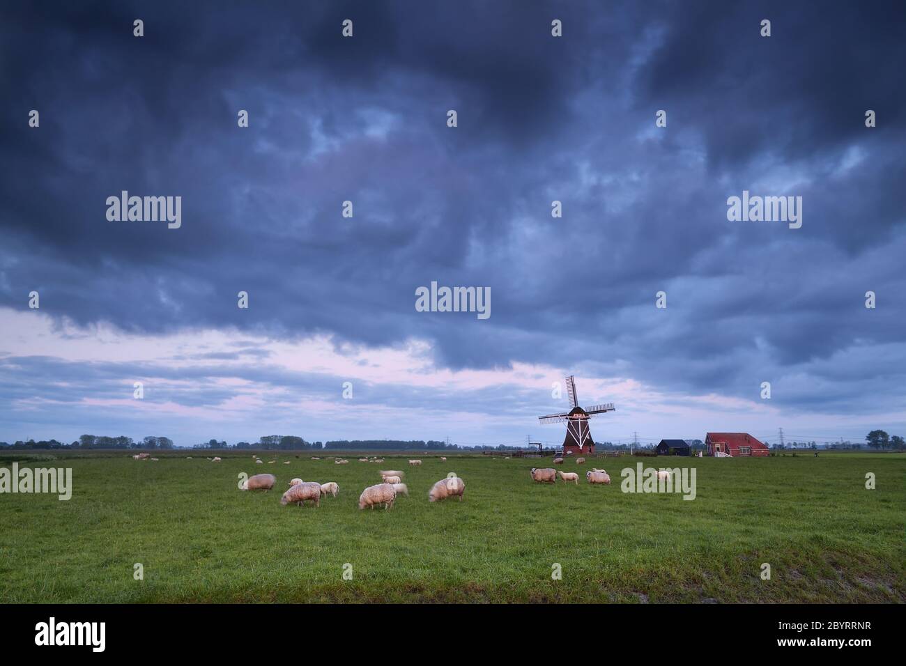sheep on pasture and windmill Stock Photo - Alamy