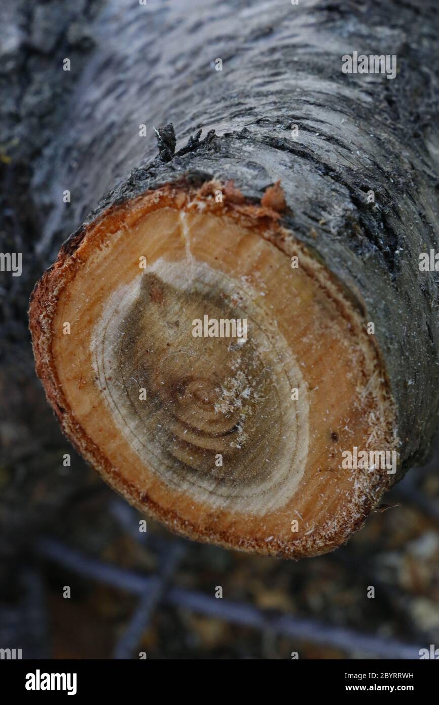 wood concept and structures of trees Stock Photo - Alamy