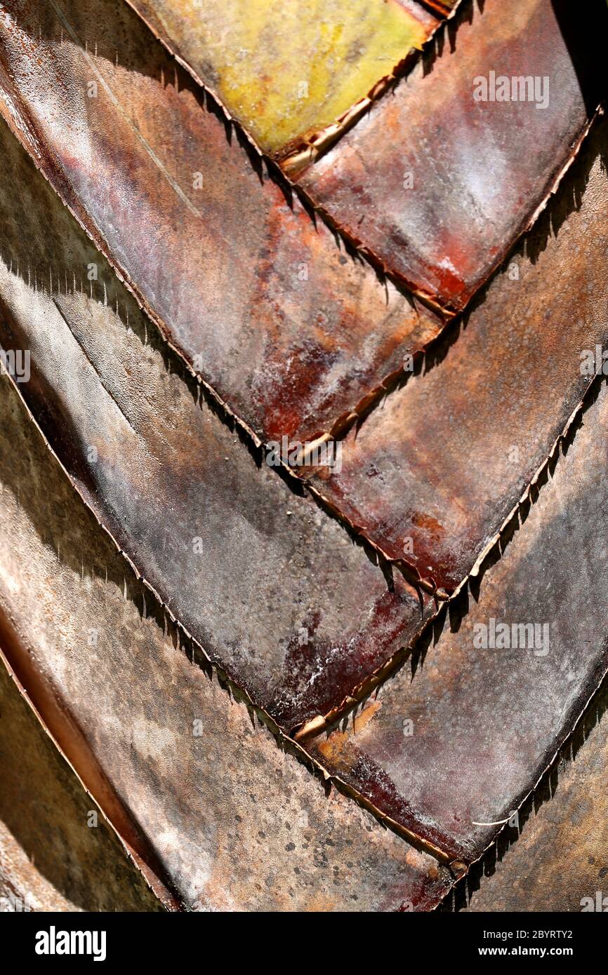 Palm texture hi-res stock photography and images - Alamy