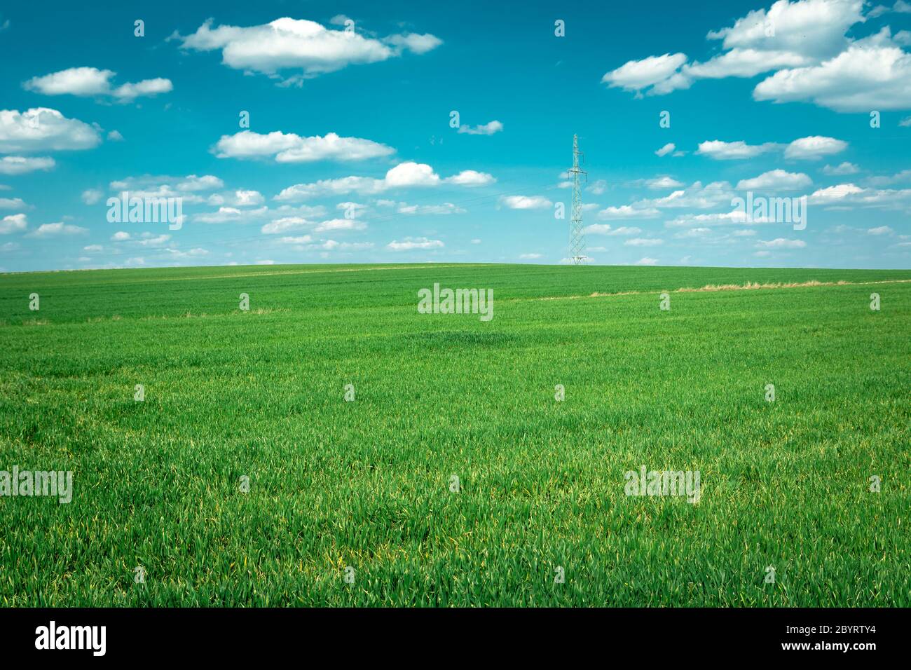 A huge green field, horizon and white clouds on a blue sky, sunny ...