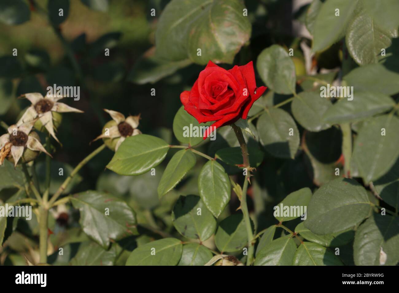 red rose and green leaves on nature Stock Photo - Alamy