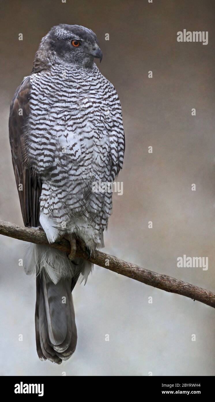 Accipiter gentiles bird hi-res stock photography and images - Alamy