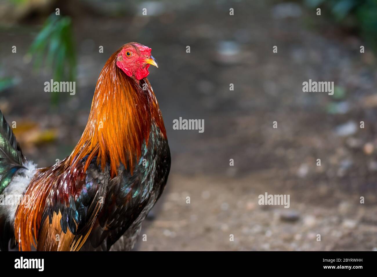 Fighter rooster portrait from the field Stock Photo - Alamy