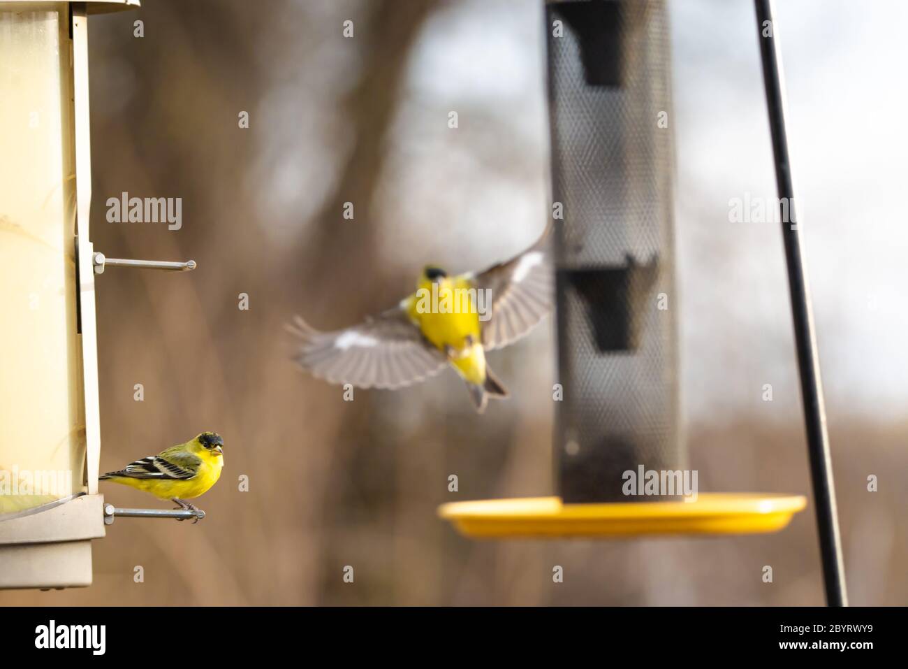 American goldfinch flying hi-res stock photography and images - Alamy