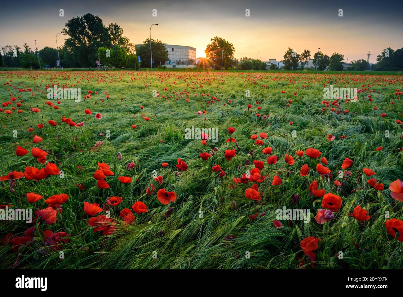 Romantic poppy field with trees with the bright sun in a spring day in ...