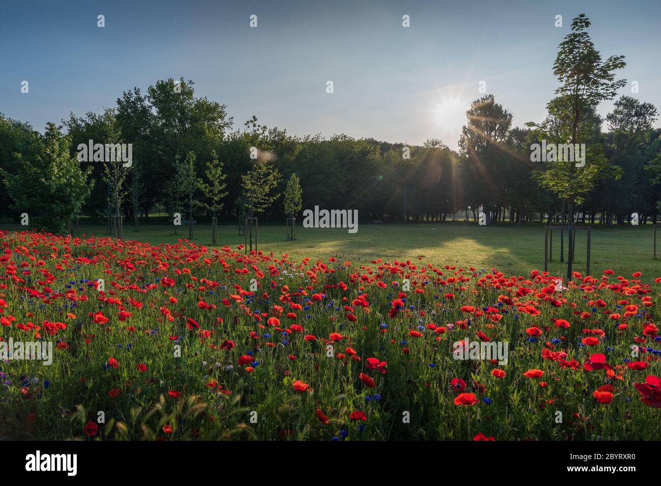 Romantic poppy field with trees with the bright sun in a spring day in ...