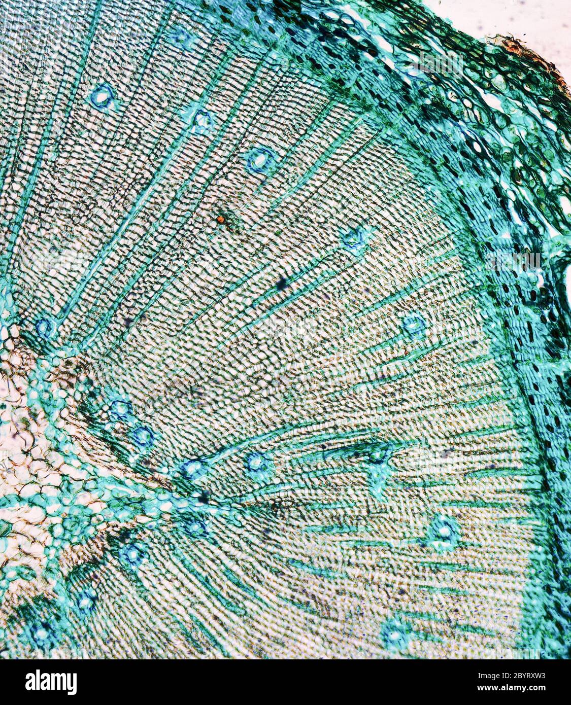 Pine Wood micrograph Stock Photo - Alamy