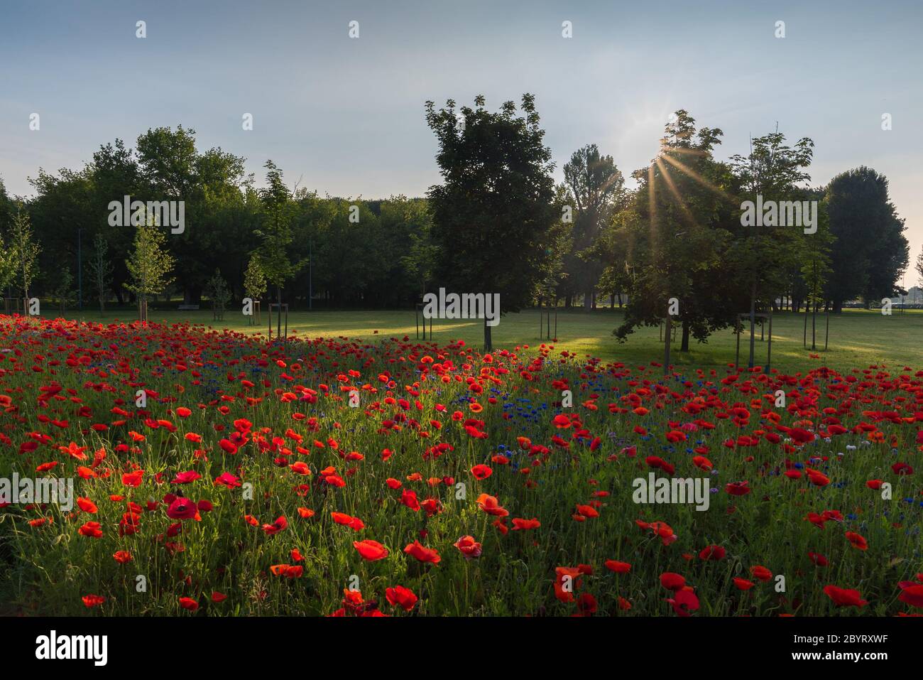 Romantic poppy field with trees with the bright sun in a spring day in ...