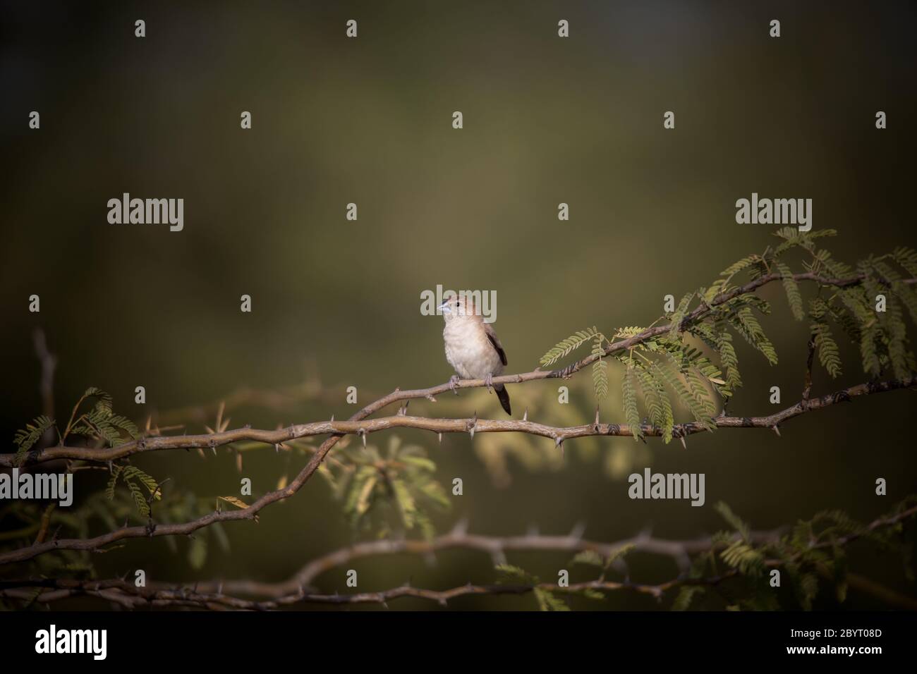 Indian Silverbill on green perch, Euodice malabarica, Little Rann of ...