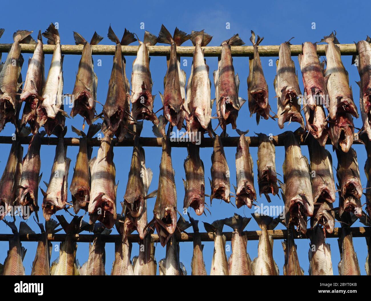 Drying atlantic cod stockfish hi-res stock photography and images - Alamy