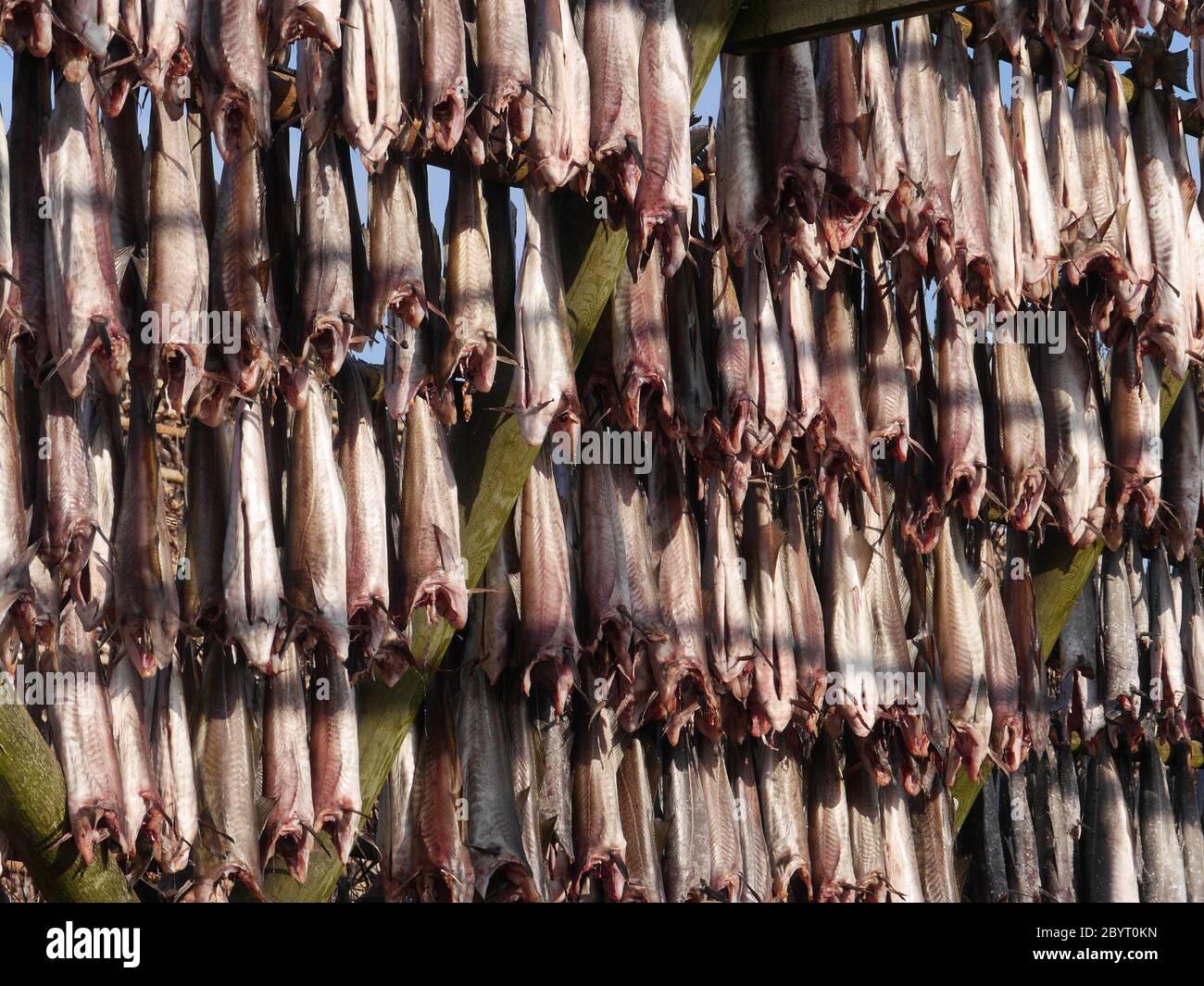 stockfish, dried cod Stock Photo - Alamy