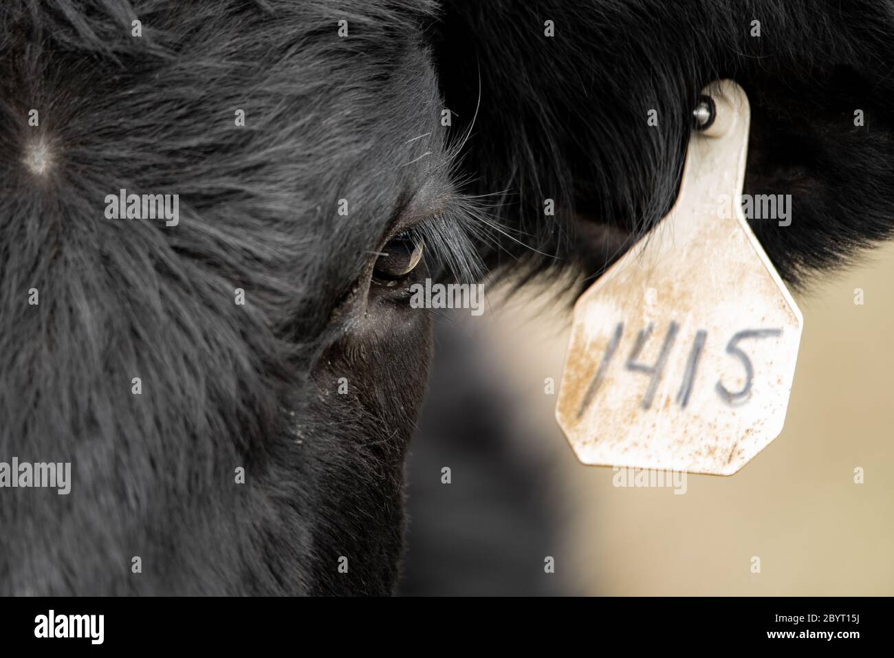 Black Angus is the most common breed of beef cattle in the US Stock ...