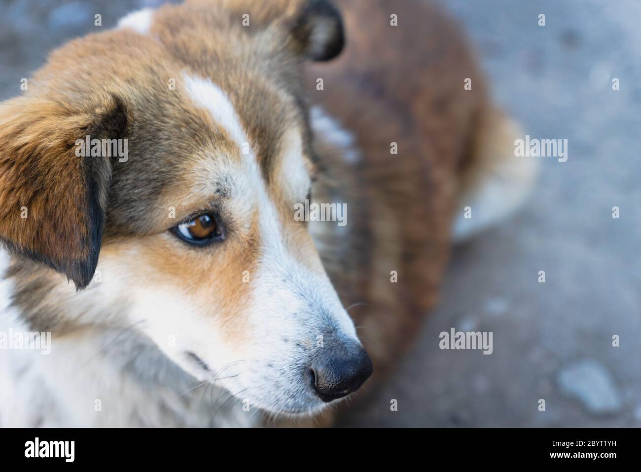 dog portrait with an open eye looking afar - young puppy dog face side ...